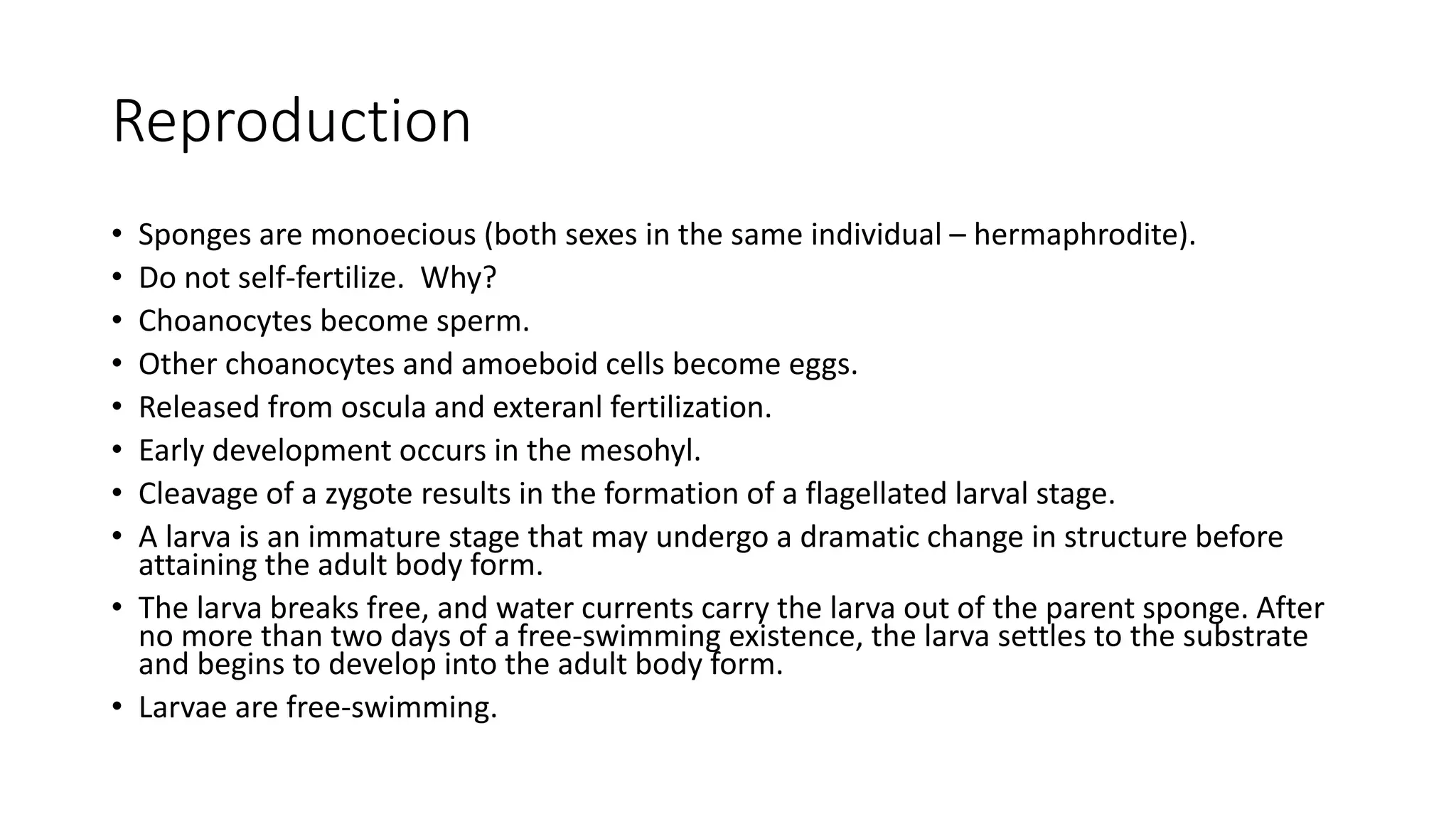 INVERTEBRATES Phylum Porifera.pdf