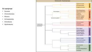 INVERTEBRATES Phylum Porifera.pdf