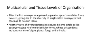 INVERTEBRATES Phylum Porifera.pdf