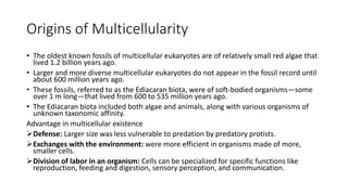 INVERTEBRATES Phylum Porifera.pdf