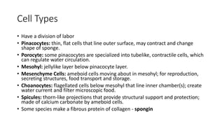 INVERTEBRATES Phylum Porifera.pdf