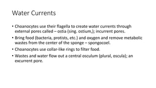 INVERTEBRATES Phylum Porifera.pdf