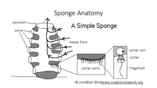 INVERTEBRATES Phylum Porifera.pdf