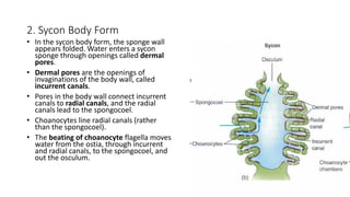 INVERTEBRATES Phylum Porifera.pdf