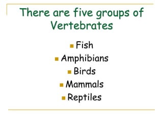 Invertebrates presentation | PPT