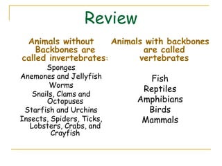 Invertebrates presentation | PPT