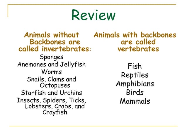 Invertebrates presentation | PPT