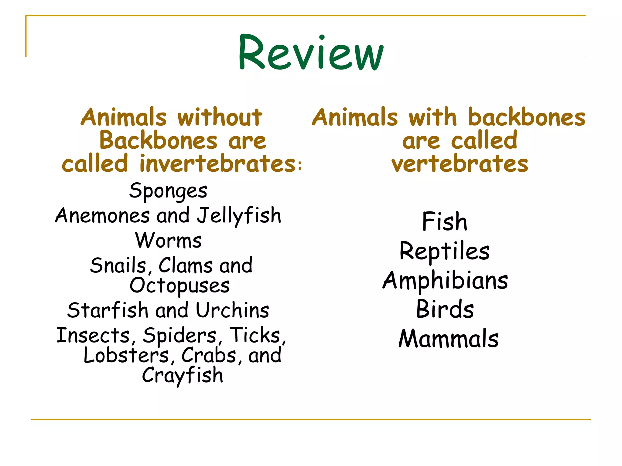Invertebrates presentation | PPT