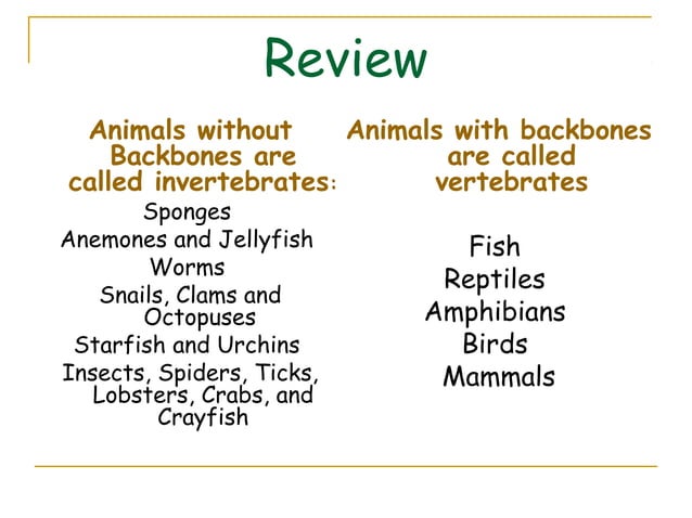 Invertebrates presentation | PPT