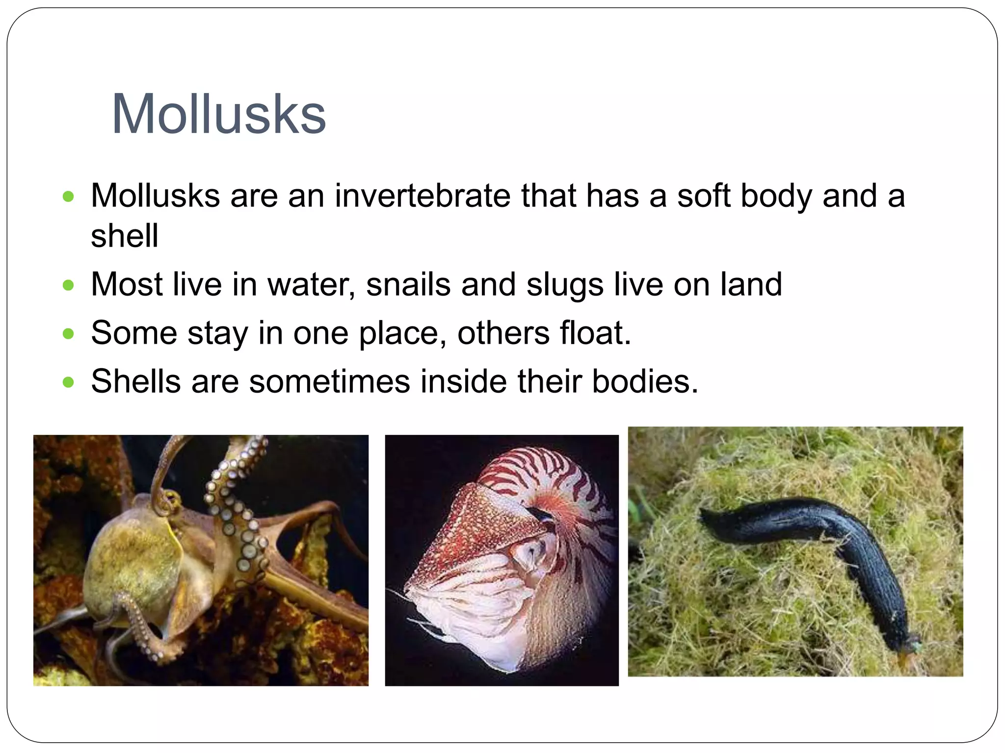 Invertebrates slide show | PPTX