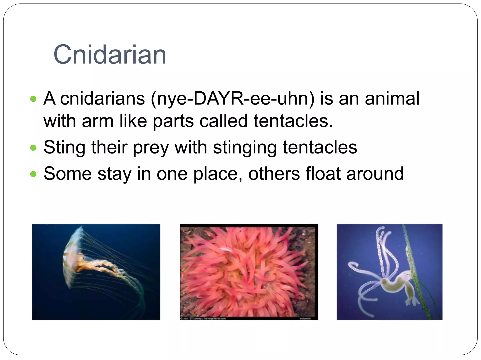 Invertebrates slide show | PPTX