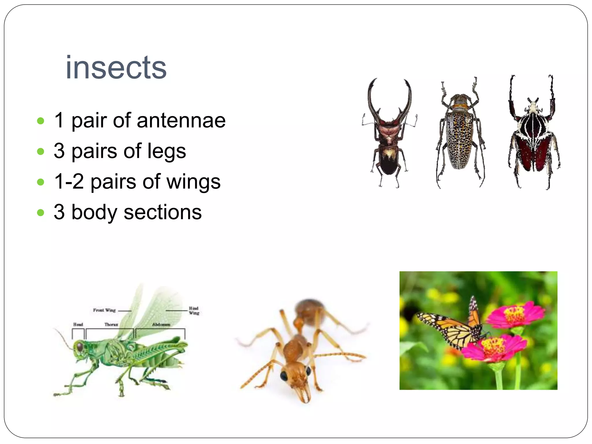 Invertebrates slide show | PPTX