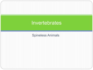 Invertebrates slide show | PPTX