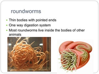 Invertebrates slide show | PPTX