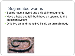 Invertebrates slide show | PPTX