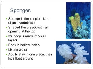 Invertebrates Pictures Sponges