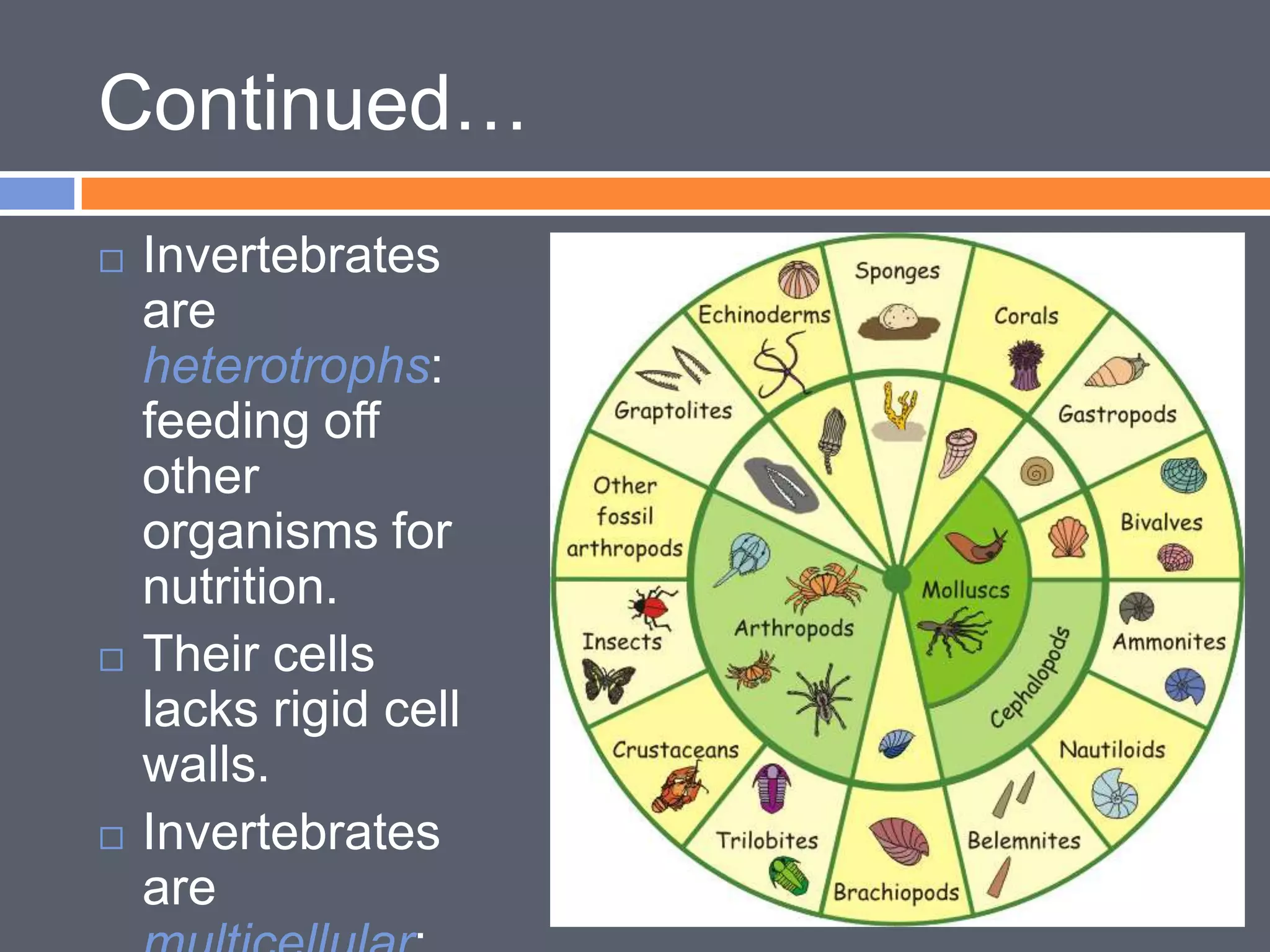 Invertebrates slideshow wiki | PPTX