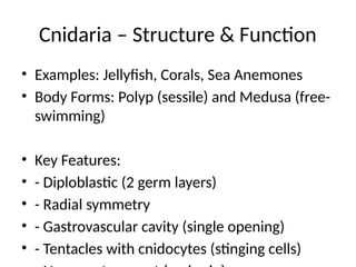 Invertebrates_Structure_Function_Elaborated_Slides_1_5.pptx
