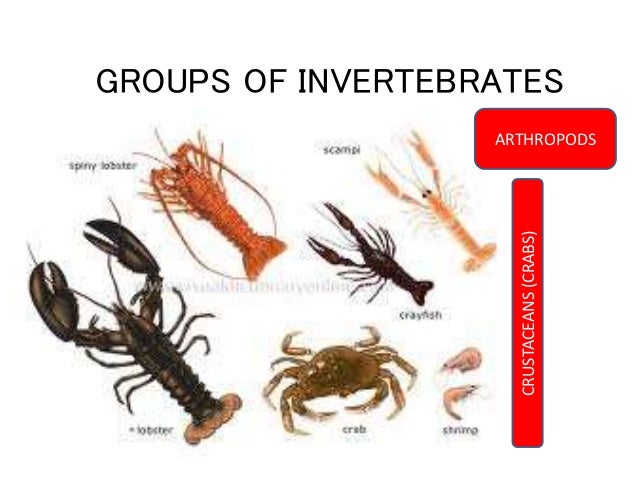 Invertebrate Groups