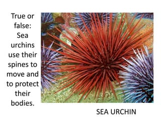 Invertebrates vocabulary | PPT