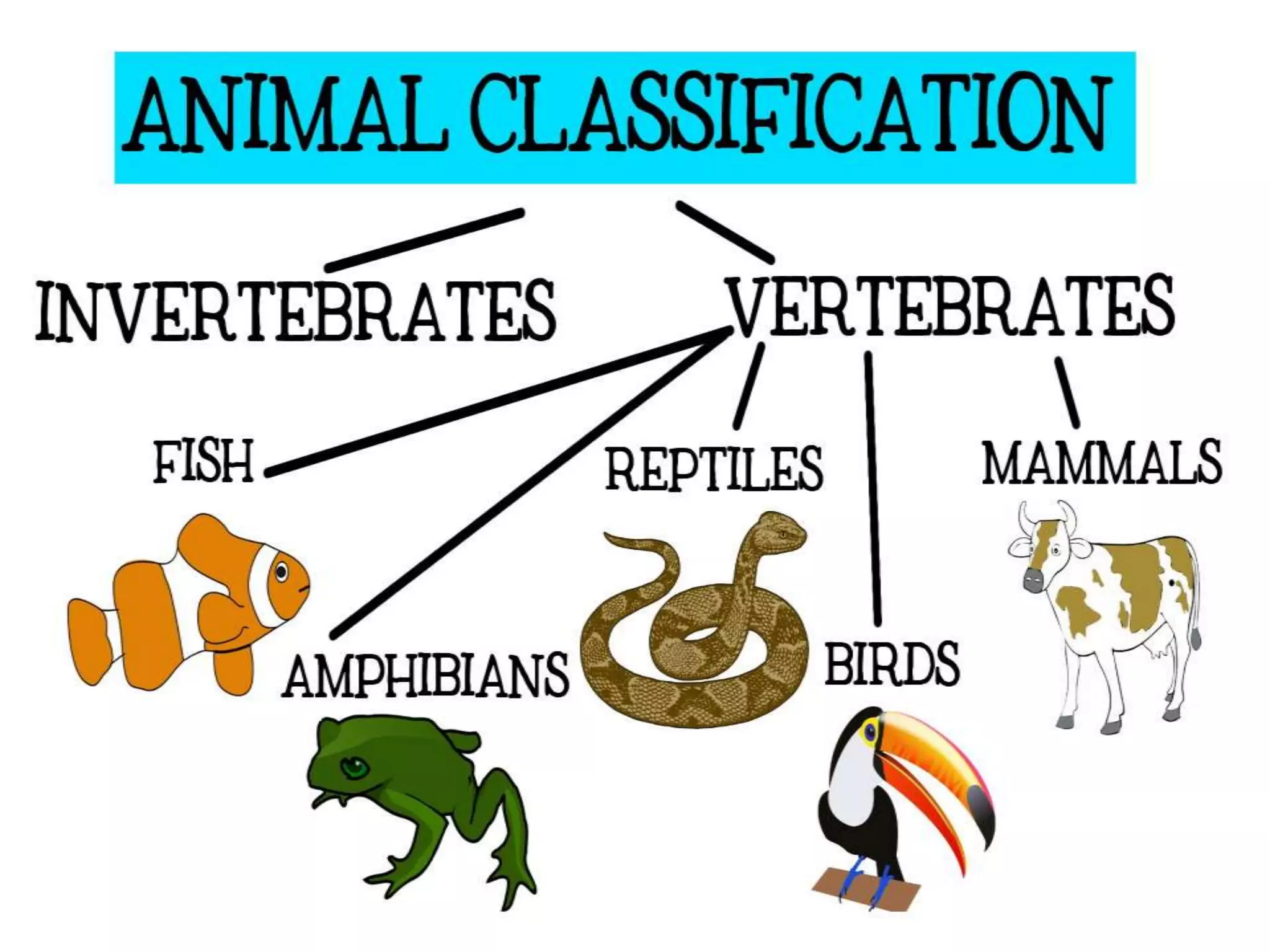 Invertebrate taxonomy | PPTX