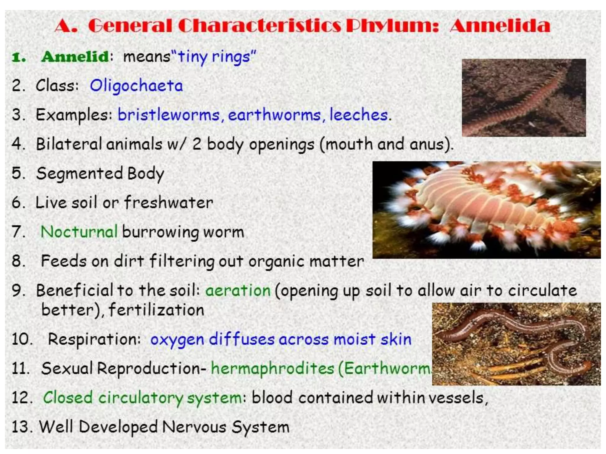 Invertebrate taxonomy | PPTX