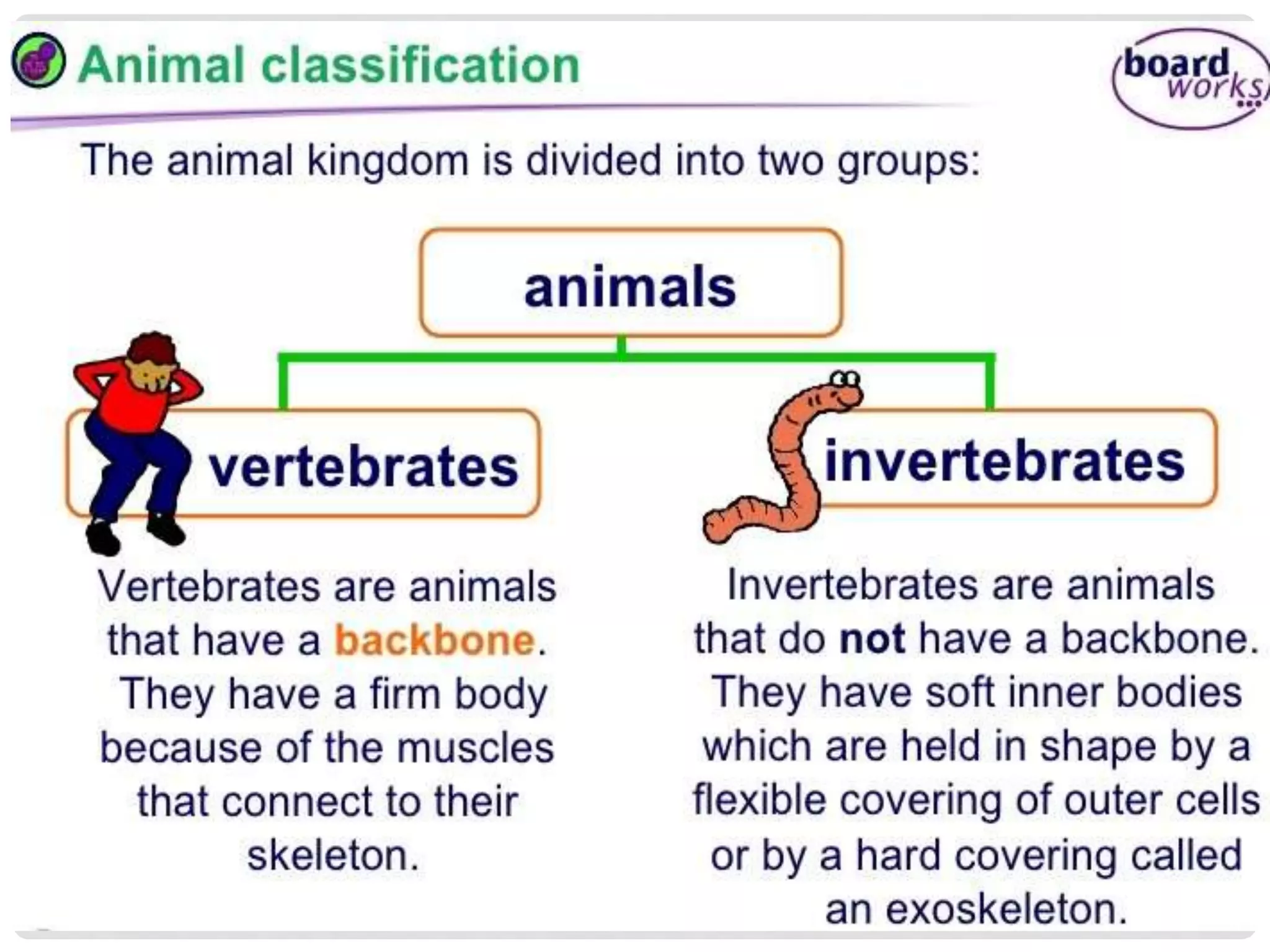 Invertebrate taxonomy | PPT