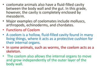 Invertebrate taxonomy | PPTX