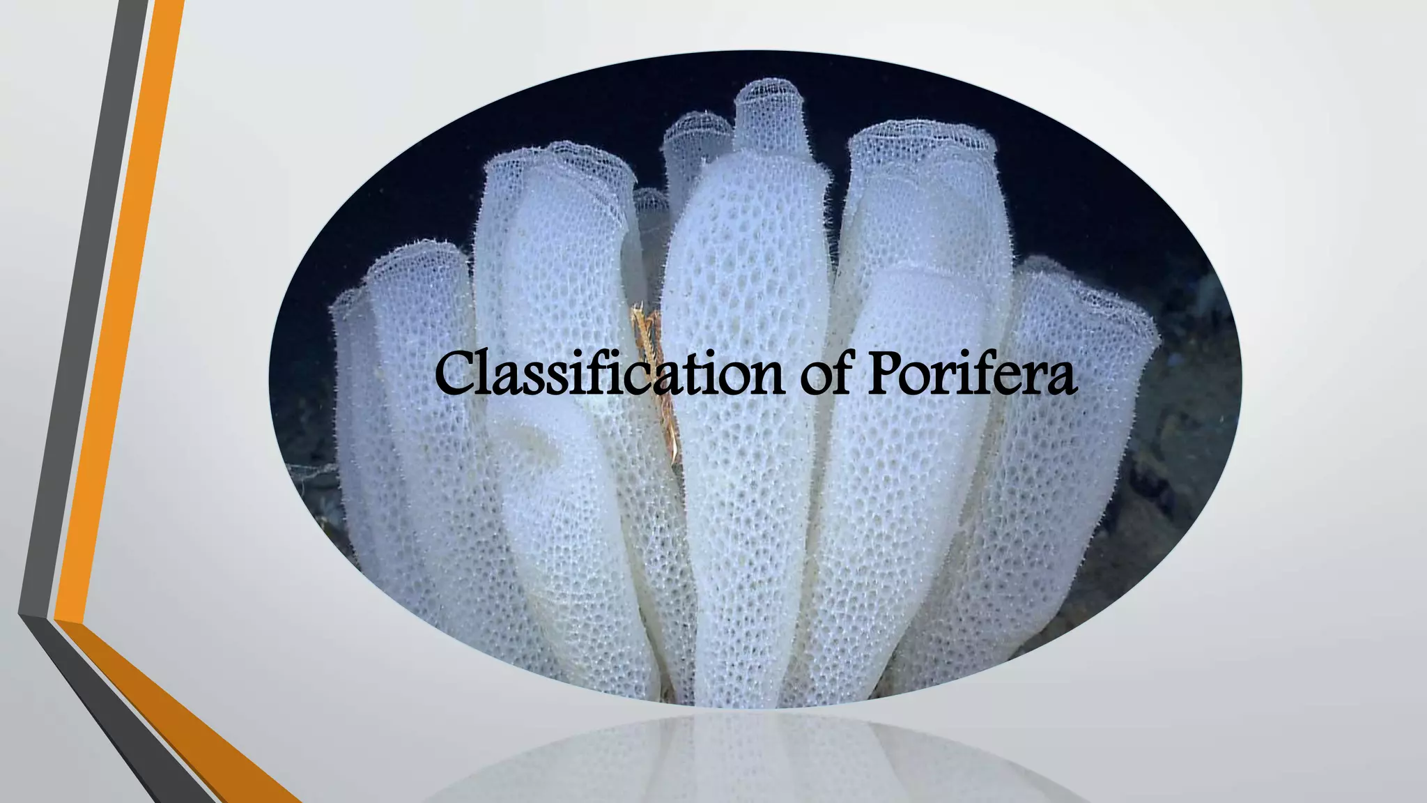 Classification of Porifera | PPTX