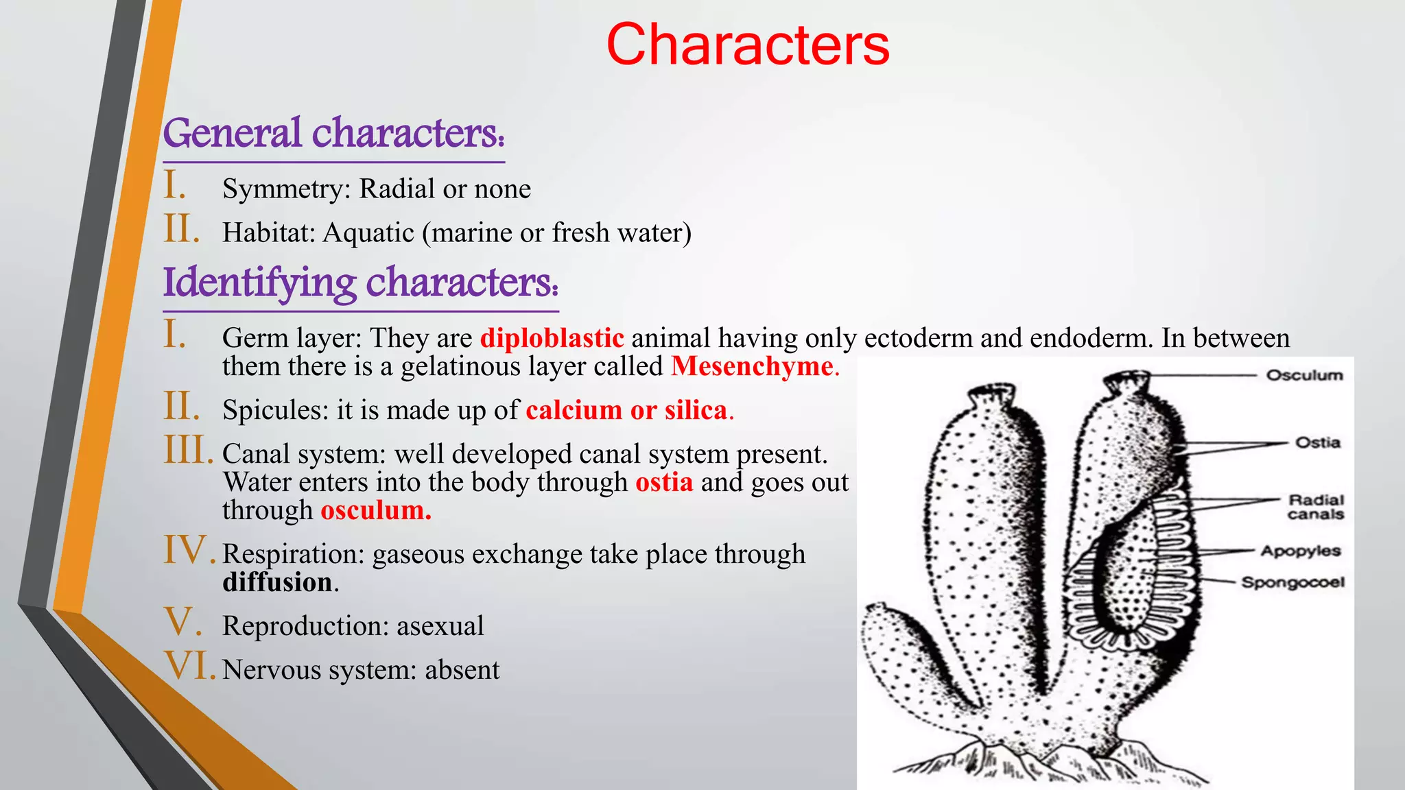 Classification of Porifera | PPTX