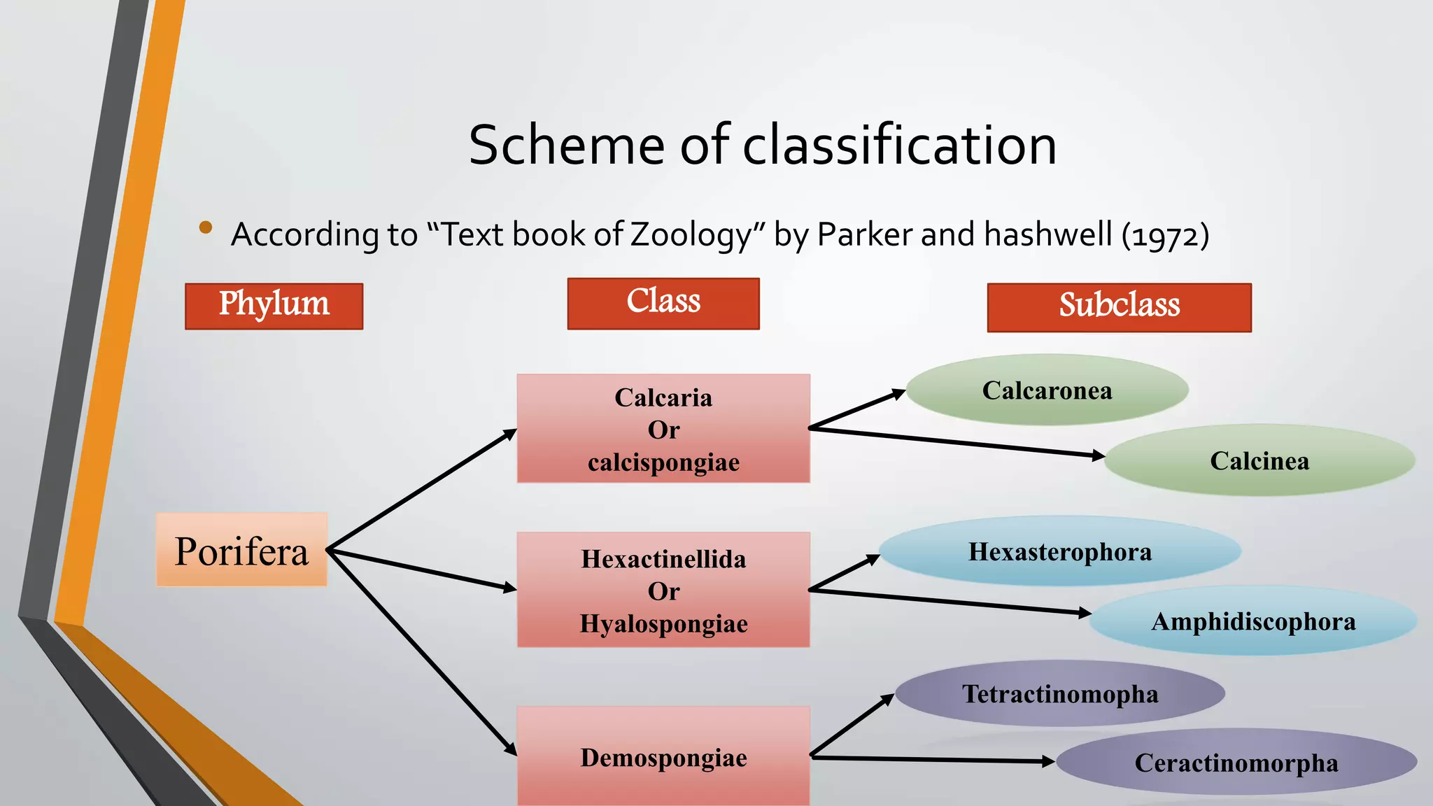 Classification of Porifera | PPTX