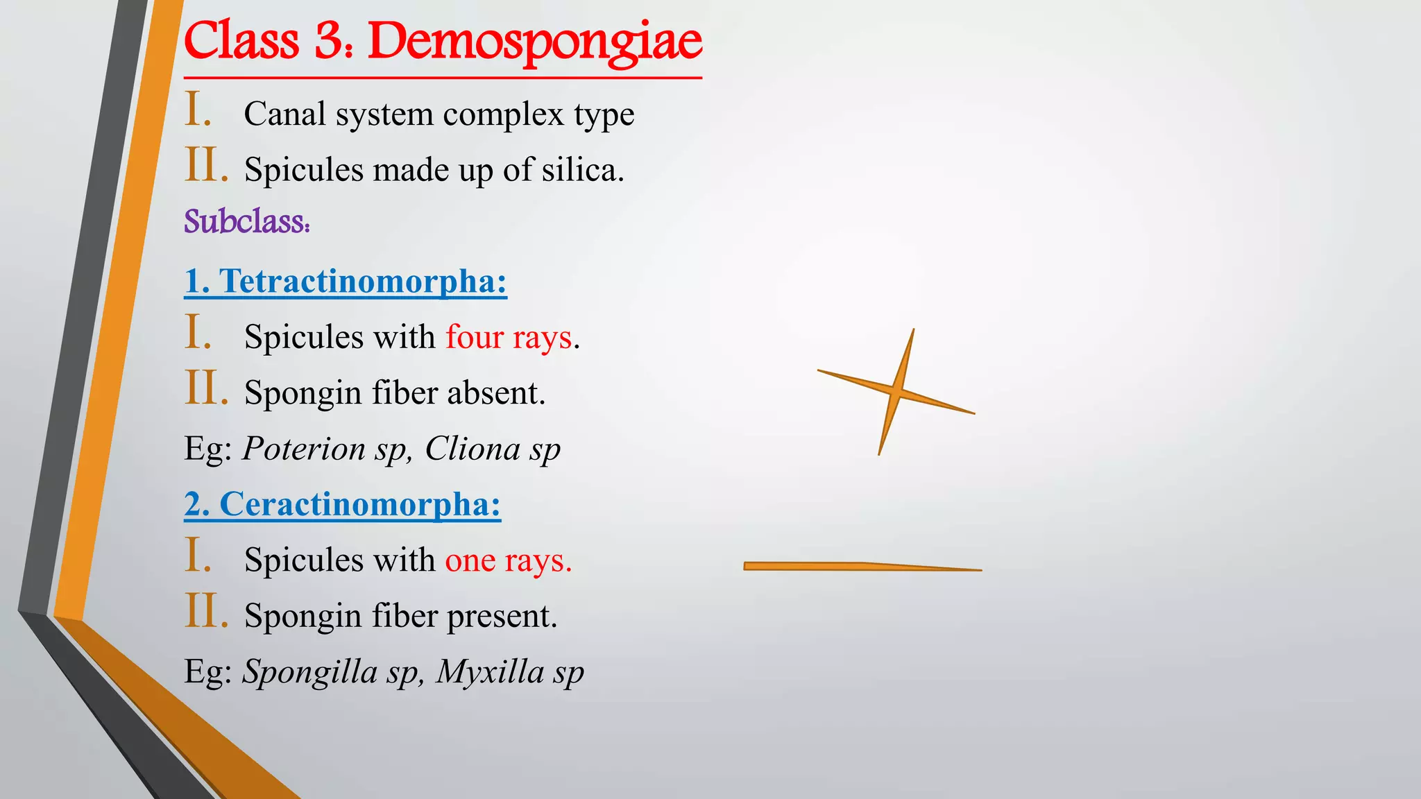 Classification of Porifera | PPTX