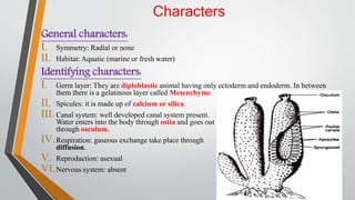 Classification of Porifera | PPTX