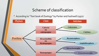Classification of Porifera | PPTX