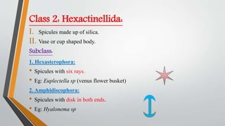 Classification of Porifera | PPTX