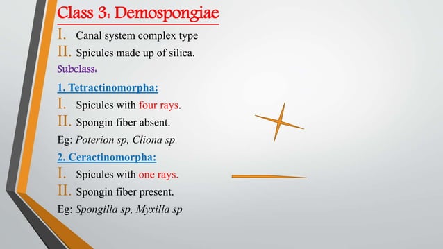 Classification of Porifera | PPTX | Biological Sciences | Science