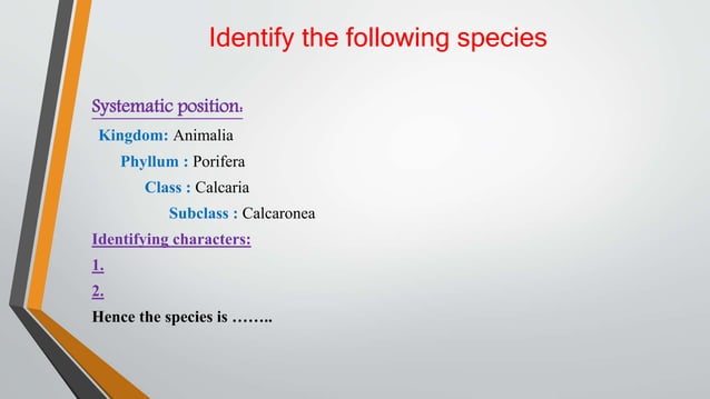Classification of Porifera | PPTX | Biological Sciences | Science