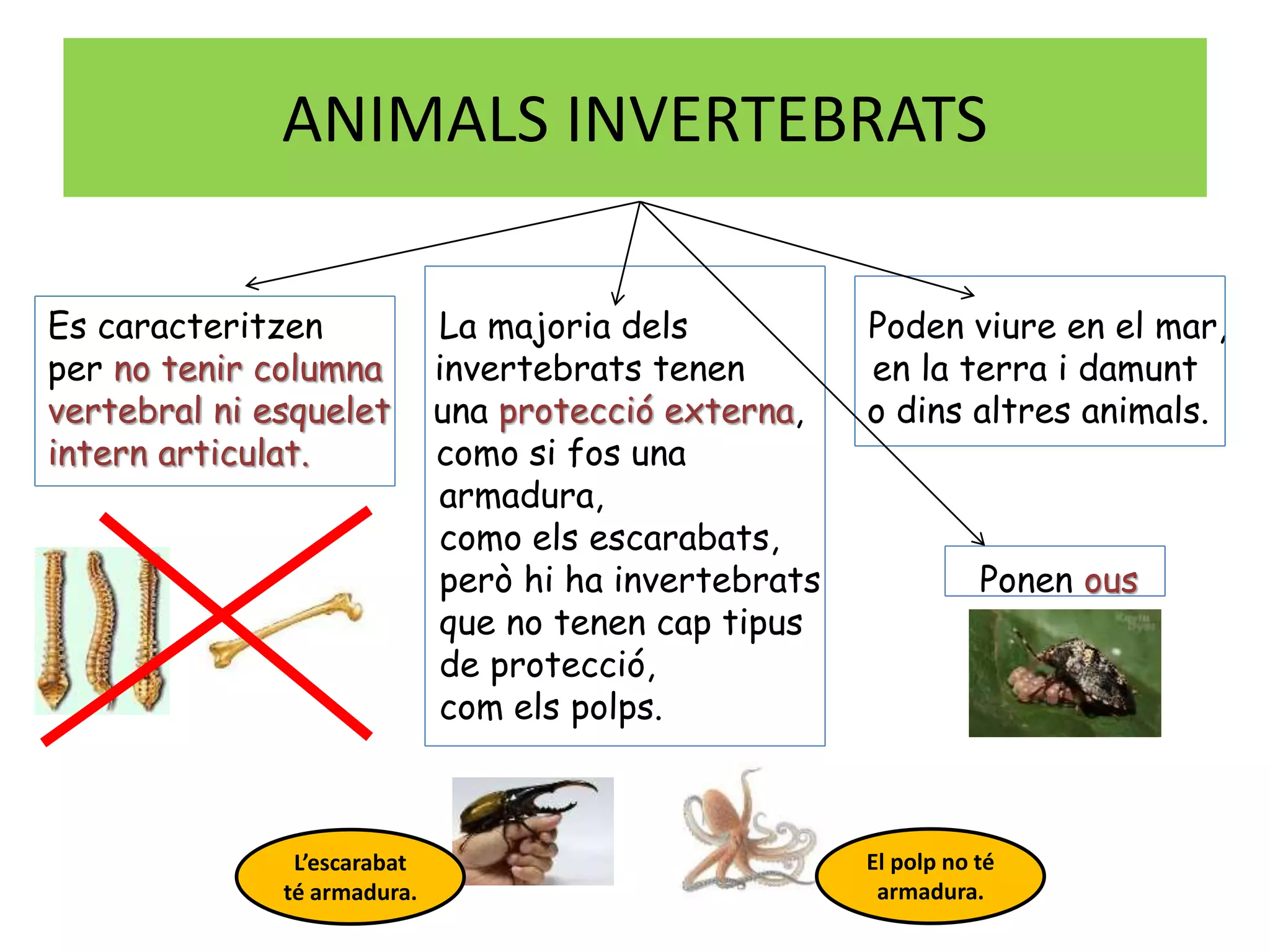 Tema 2: Invertebrats | PPTX