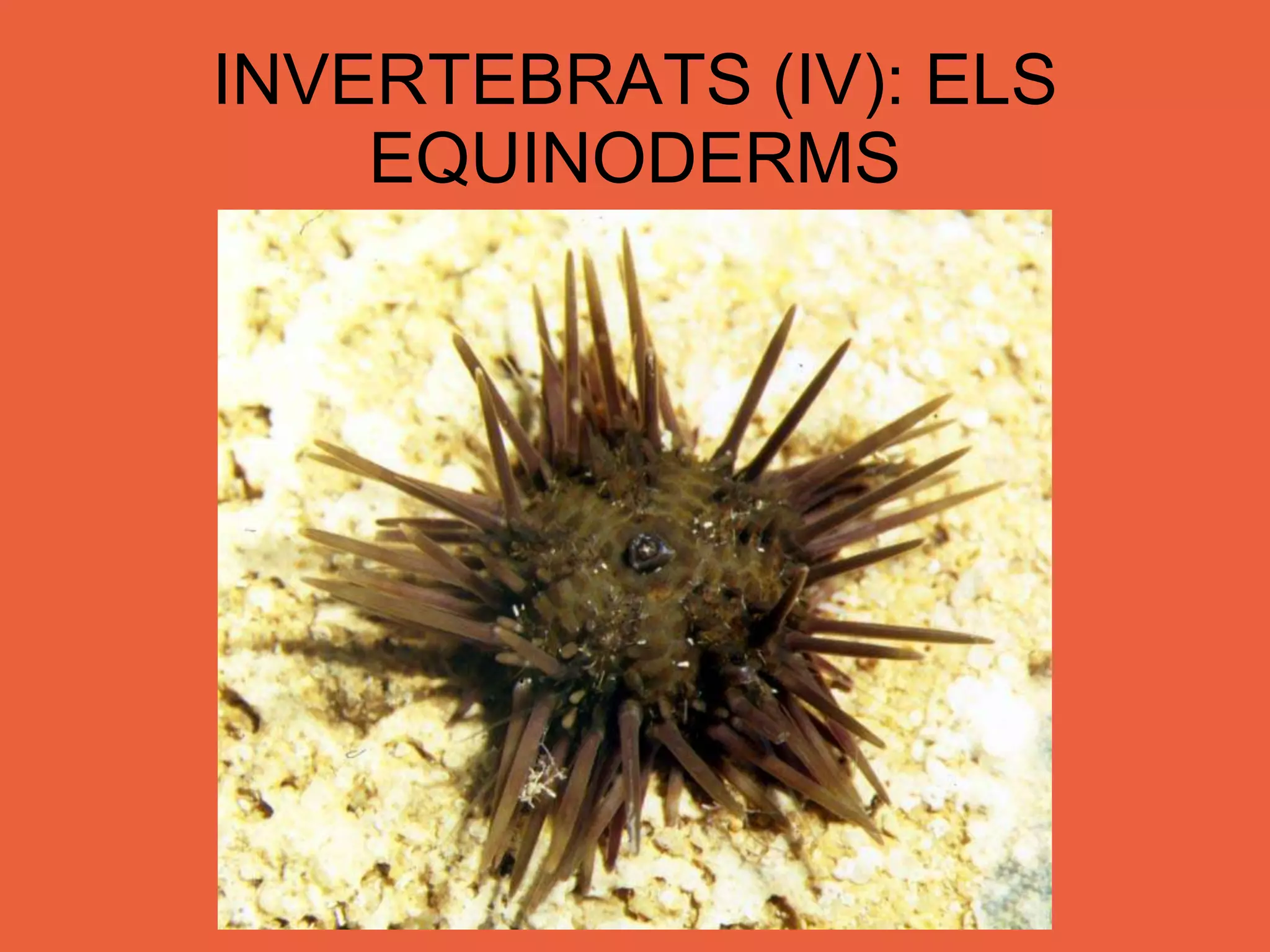 Invertebrats4 | PPTX