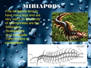 Invertebrats 6è B | PPT