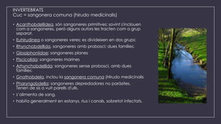 Invertebrats n7 sangonera comuna | PPTX