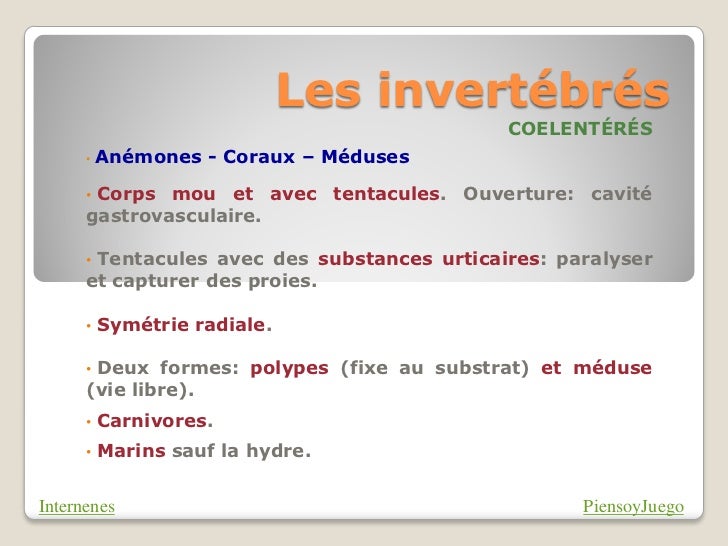 Invertebres