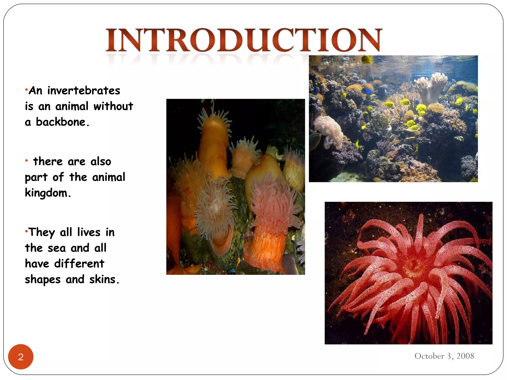 Inverterbrates Presentation Bervi | PPS