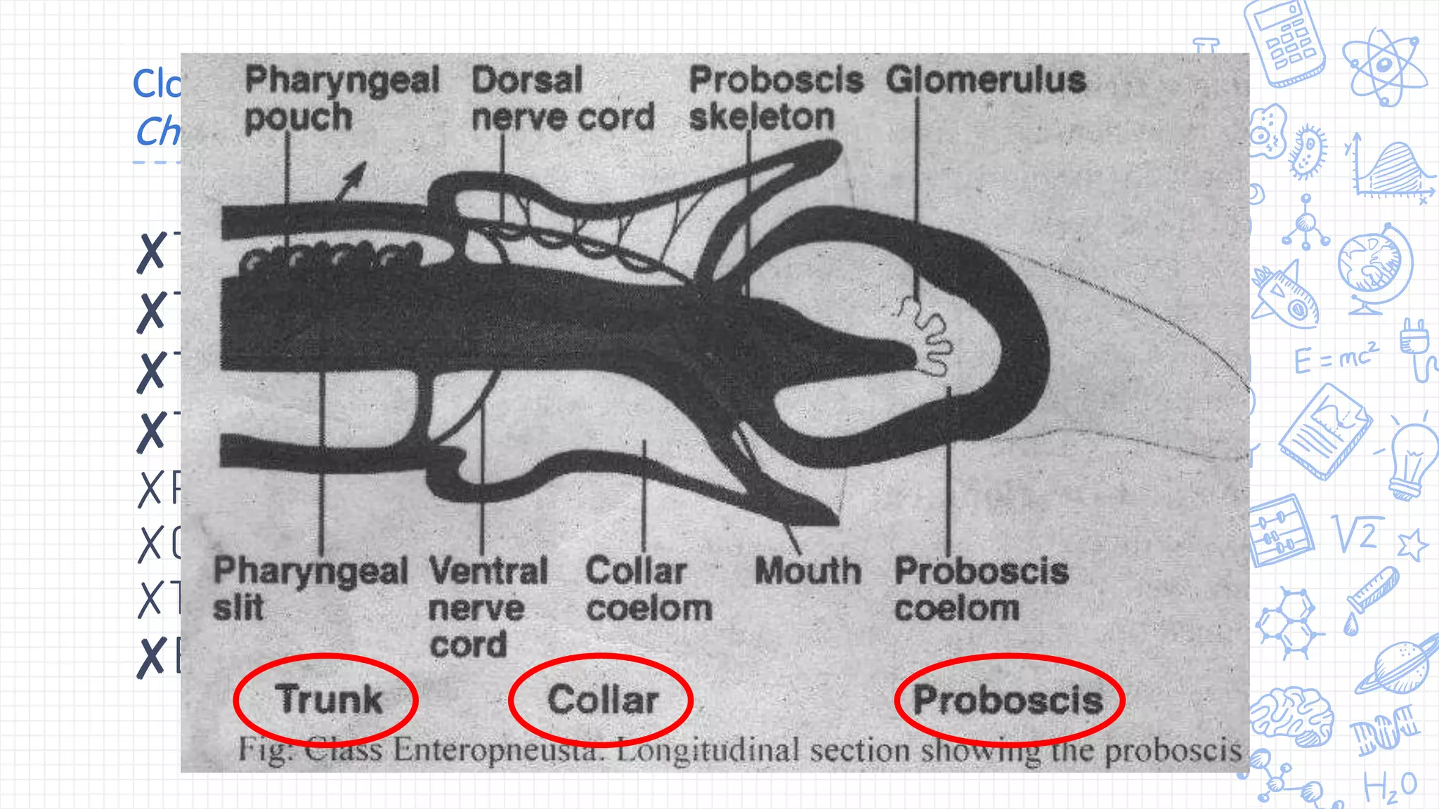 Invertibrates | PPTX