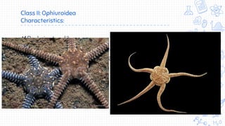 Invertibrates | PPTX