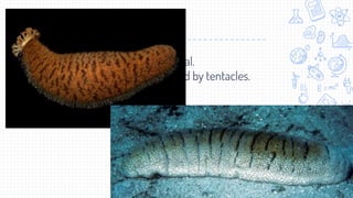 Invertibrates | PPTX