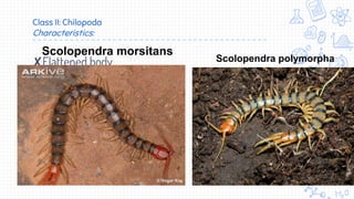 Invertibrates | PPTX