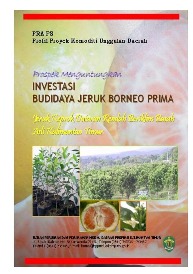 Investasi budidaya jeruk borneo prima | PDF