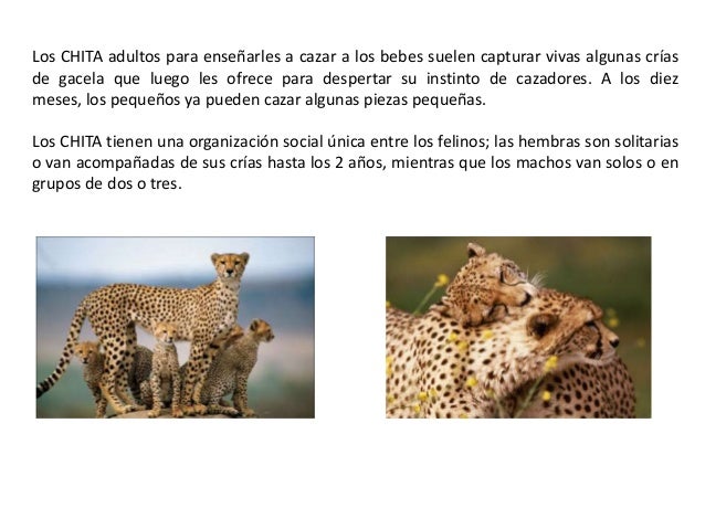 La Chita Y Su