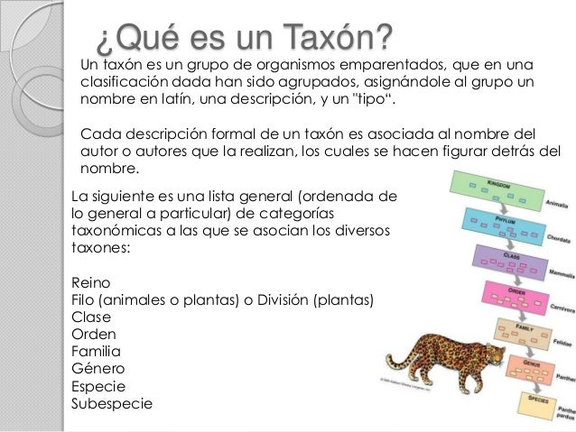 Investigacion de taxones